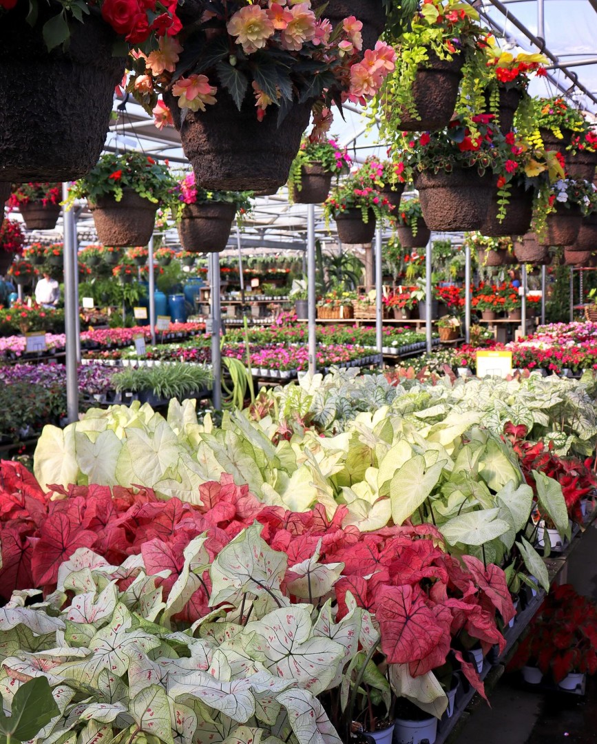 Family Tree Nursery Overland Park Ks